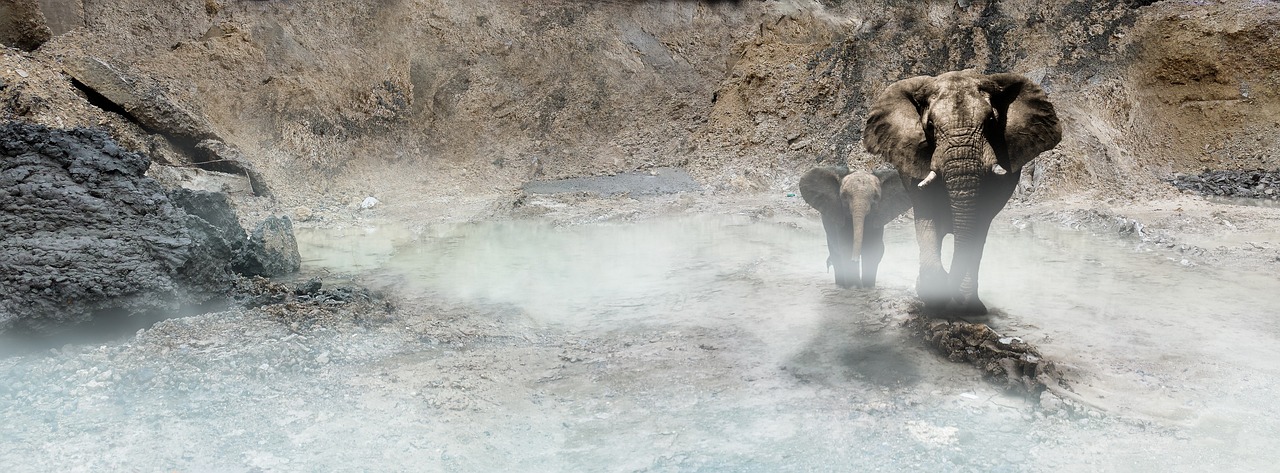 Elephants Fantasy Dust - Free photo on Pixabay - Pixabay
