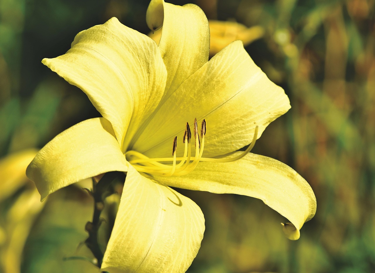 Lirio Flor Lirios - Foto gratis en Pixabay - Pixabay