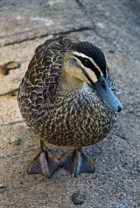 Duck Wild Wildlife - Free photo on Pixabay - Pixabay