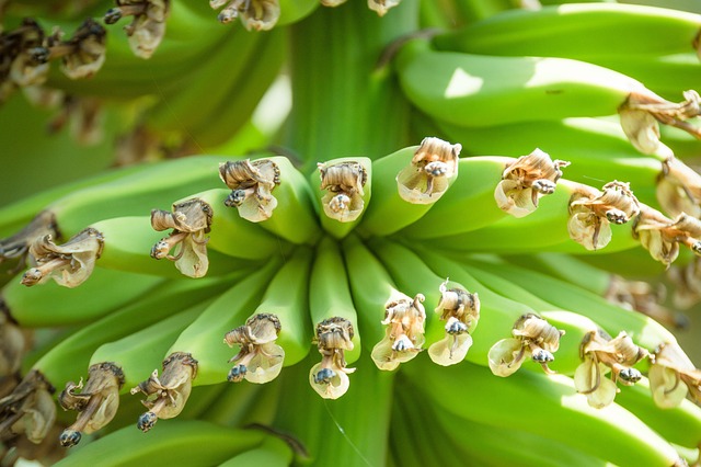 Plátano Comida Fruta - Foto gratis en Pixabay - Pixabay