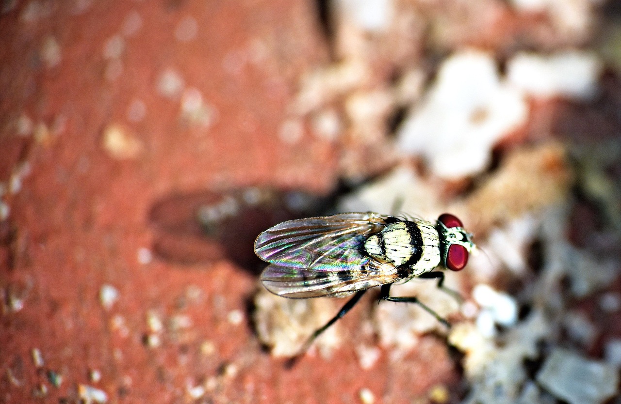 Housefly Insect Fly - Free photo on Pixabay - Pixabay