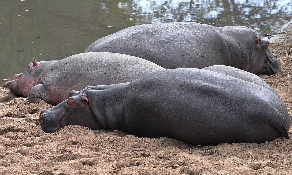 Hippo Safari Africa - Free photo on Pixabay - Pixabay