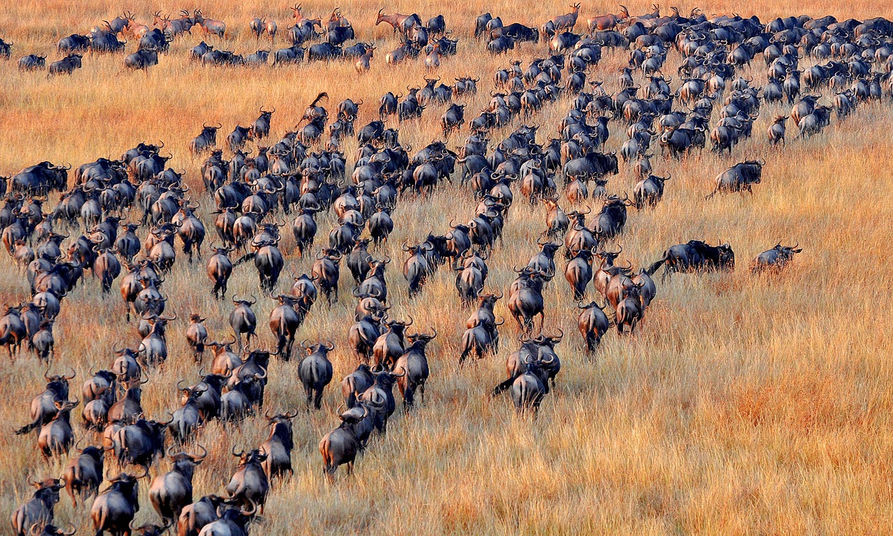 300,000+ Free Animals Gazelle & Gazelle Images - Pixabay