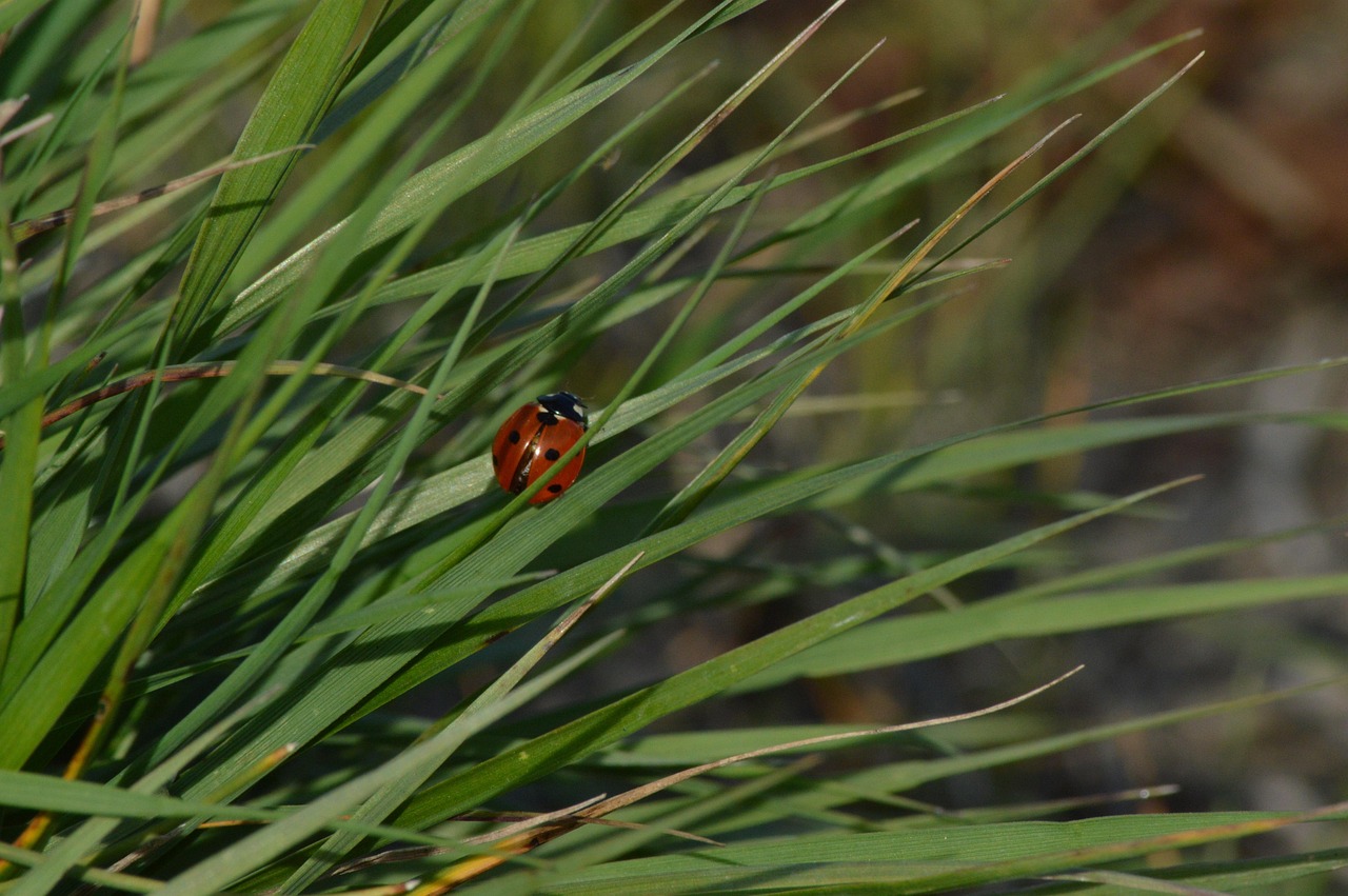 Ladybug Beetle Polka Dots - Free photo on Pixabay - Pixabay