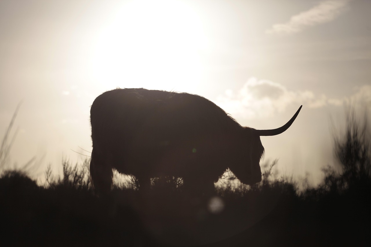 Vaca Sol Naturaleza - Foto gratis en Pixabay - Pixabay