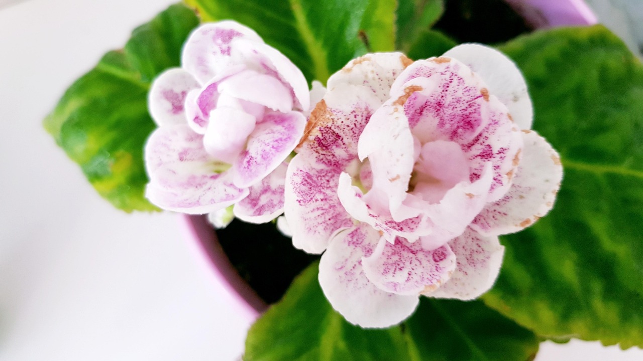 60+ Free Gloxinia & Nature Images - Pixabay
