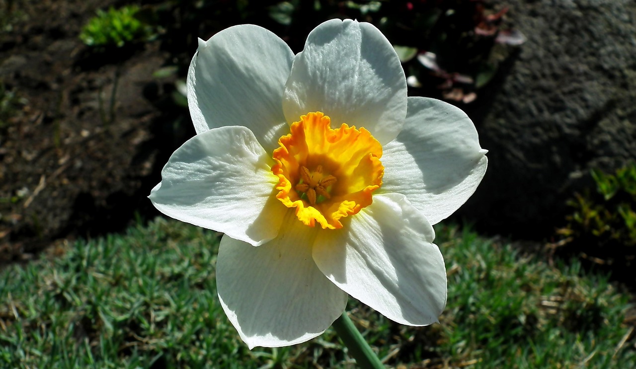 Fleur Narcisse Le Printemps - Photo gratuite sur Pixabay - Pixabay