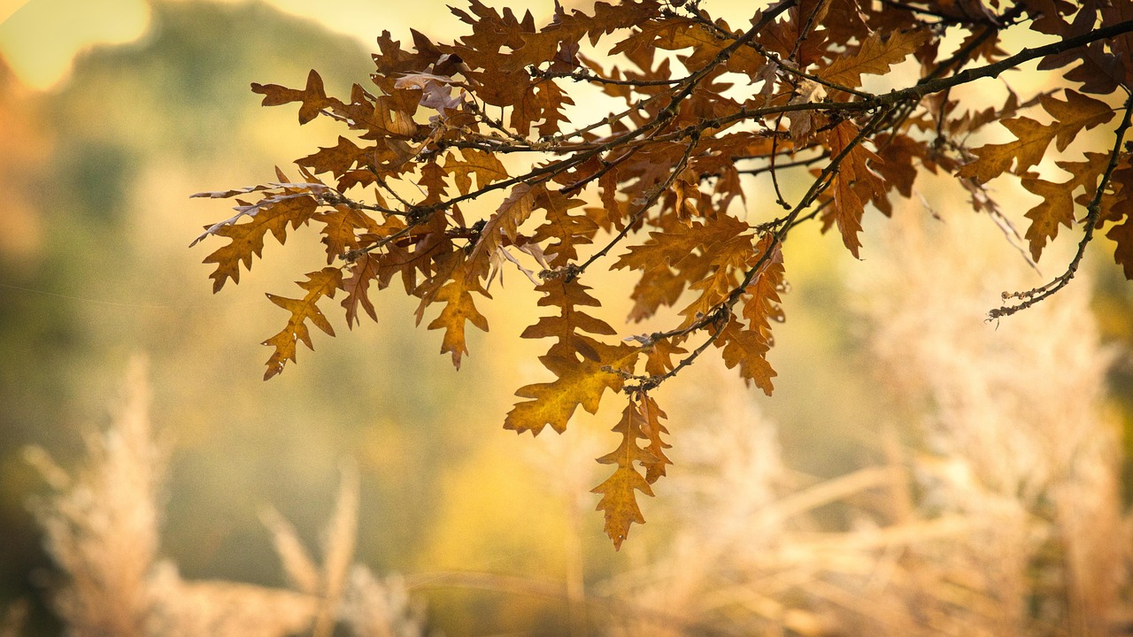 Oak Leaves Fall - Free photo on Pixabay