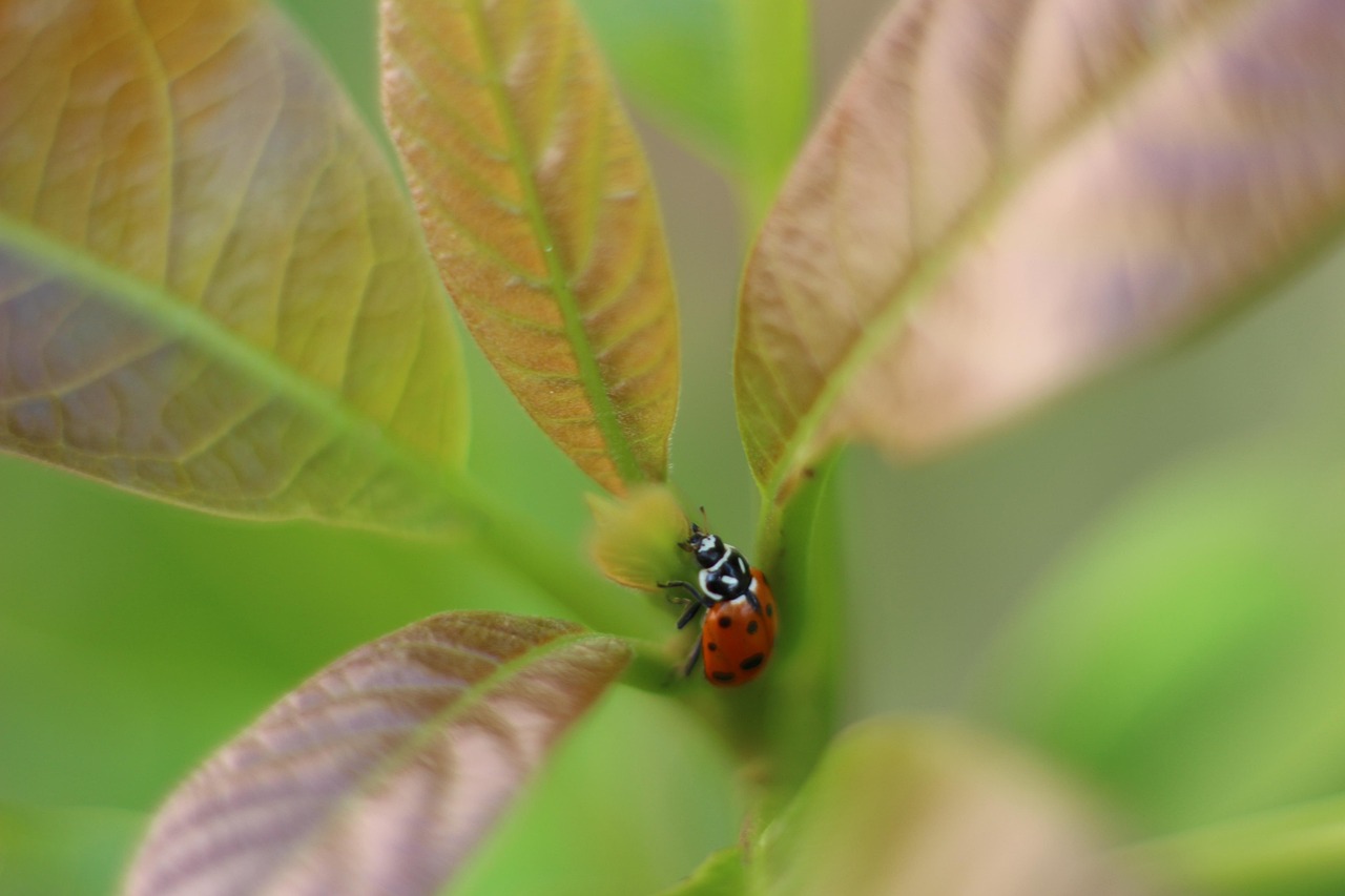 Más de 10 000 imágenes gratis de Miraculous Ladybug y Mariquita - Pixabay