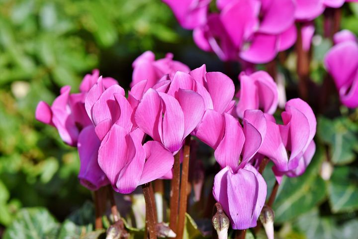 100+ Free Cyclamen & Flower Images - Pixabay