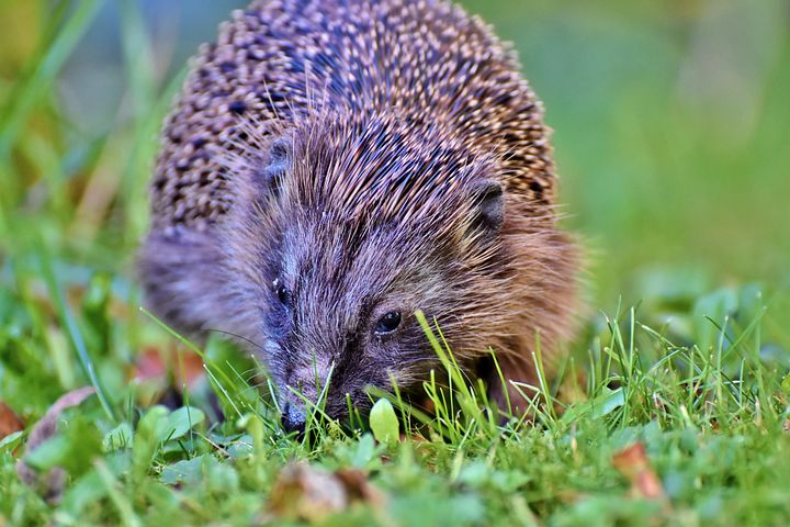 Herisson Photos - Téléchargez des images gratuites - Pixabay