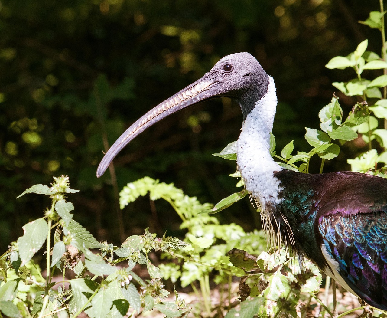 Vogel Tier Tierwelt - Kostenloses Foto auf Pixabay - Pixabay