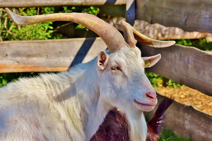 300+ Free Sik & Goat Images - Pixabay