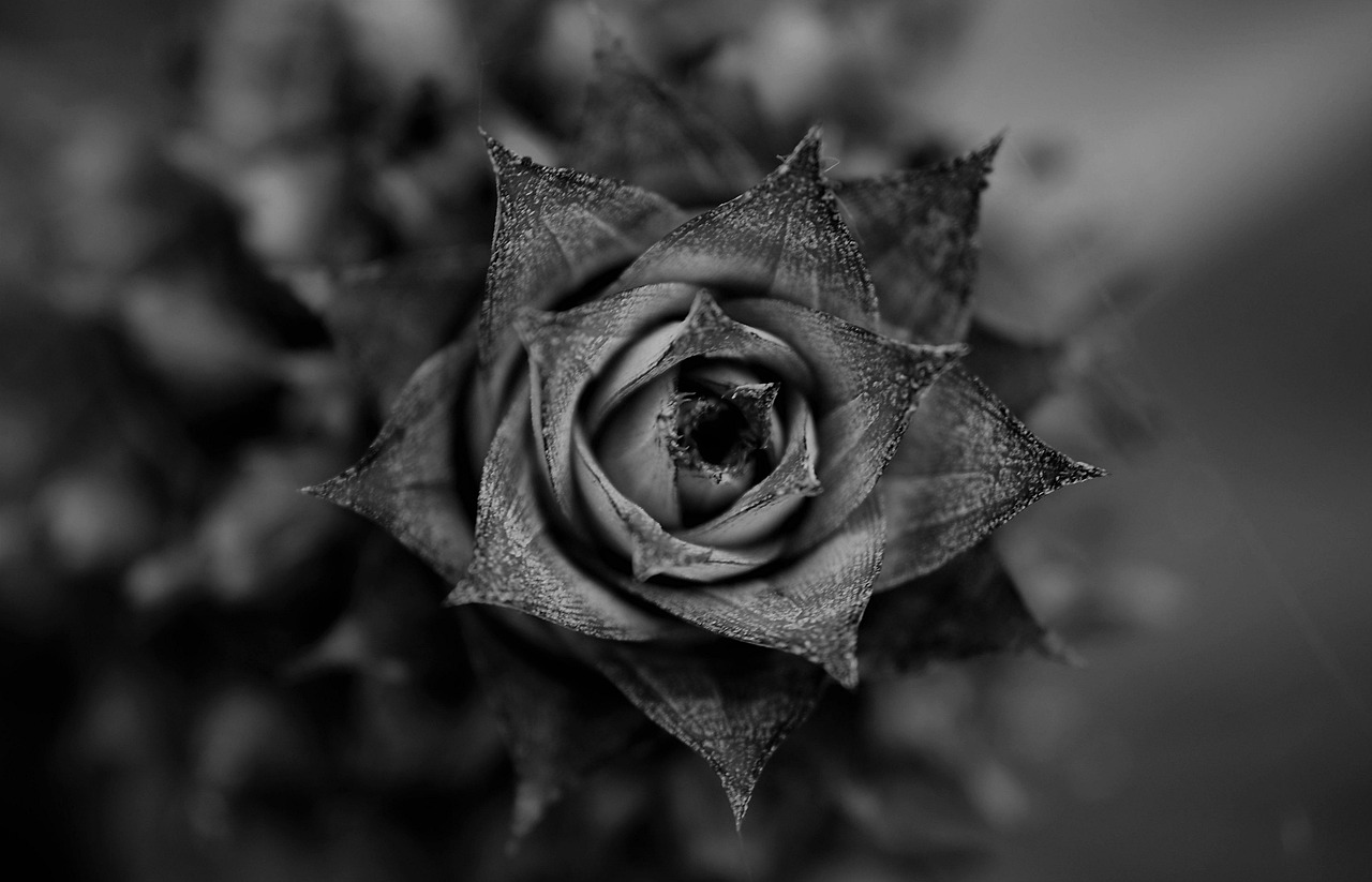 Flor Piña Flores - Foto gratis en Pixabay - Pixabay