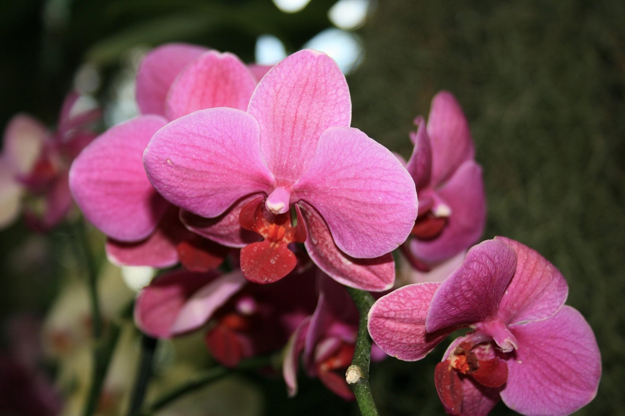 Anggrek Bunga Merah Jambu - Foto gratis di Pixabay - Pixabay