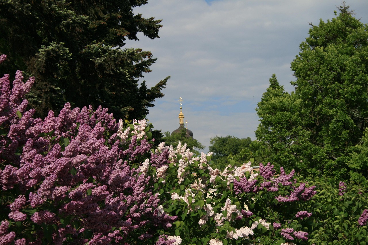 Lilac Landscape Sky Botanical - Free photo on Pixabay