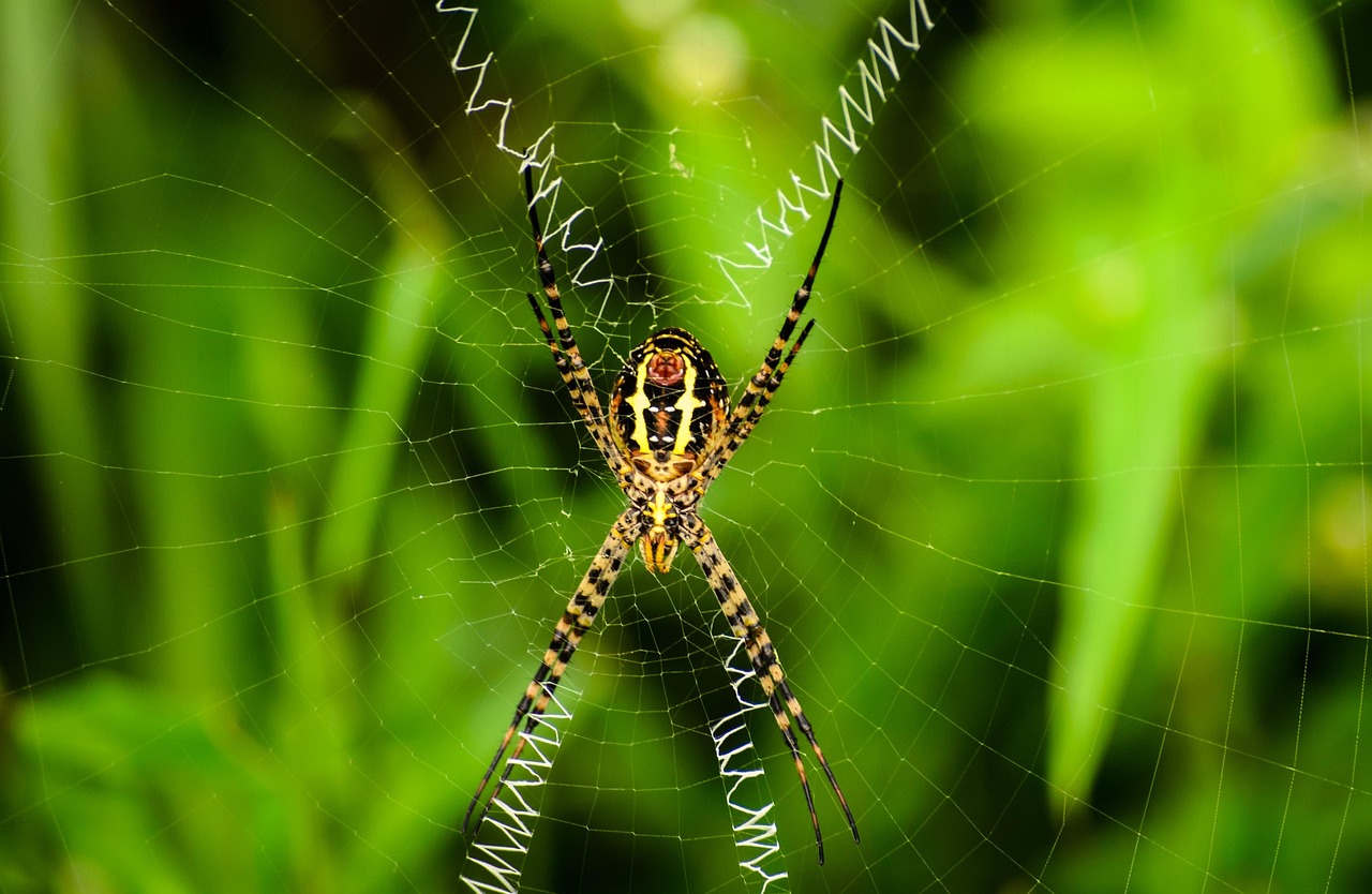 Natur Spinne Spinnennetz - Kostenloses Foto auf Pixabay - Pixabay
