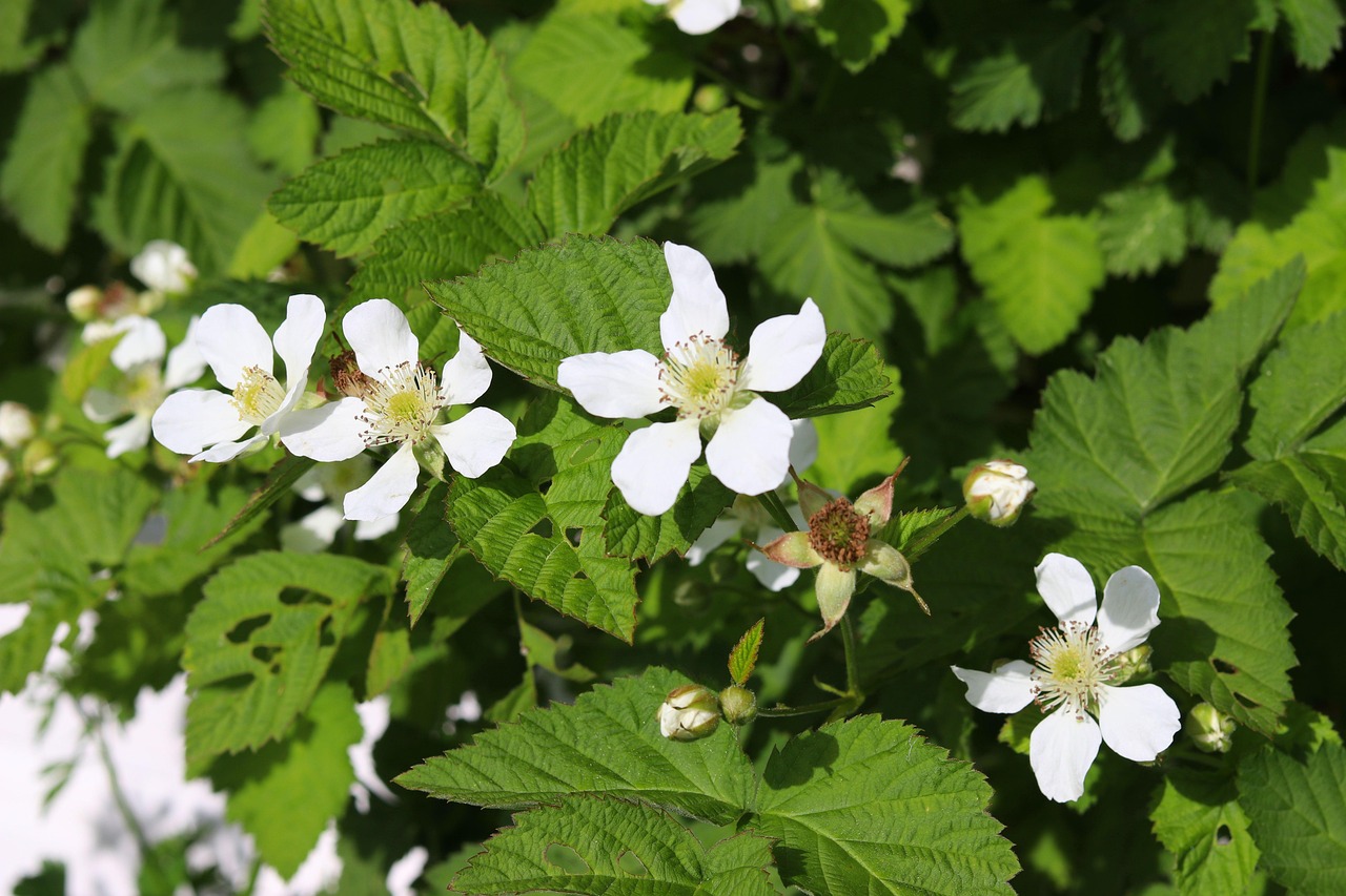 9+ Free Boysenberry & Nature Images - Pixabay