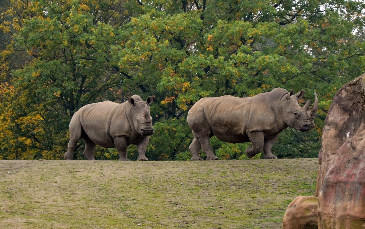 1,000+ Rhinoceros Pictures and Images in HD - Pixabay