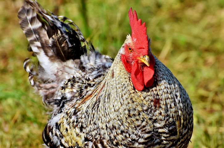 1,000+ Free Rooster & Chicken Photos