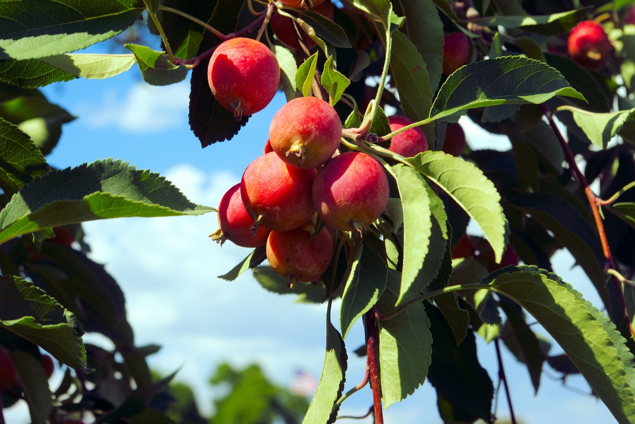 Colorado Crabapple Pommetier Arbre - Photo gratuite sur Pixabay