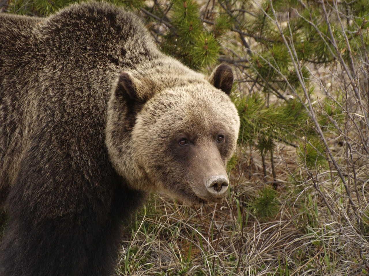 Grizzly Sauvage Ours - Photo gratuite sur Pixabay - Pixabay
