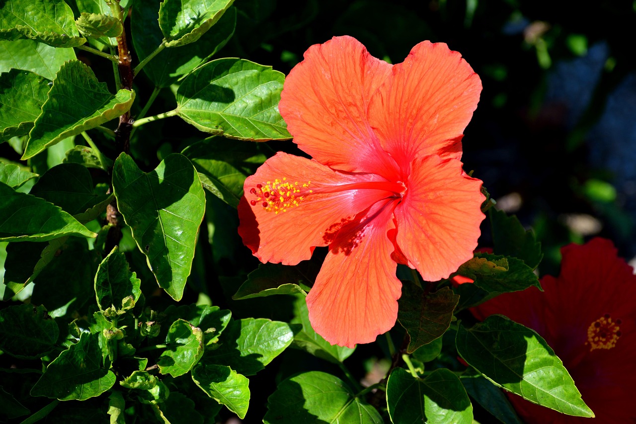 Vibrante Cor Flor De Hibisco - Foto gratuita no Pixabay - Pixabay