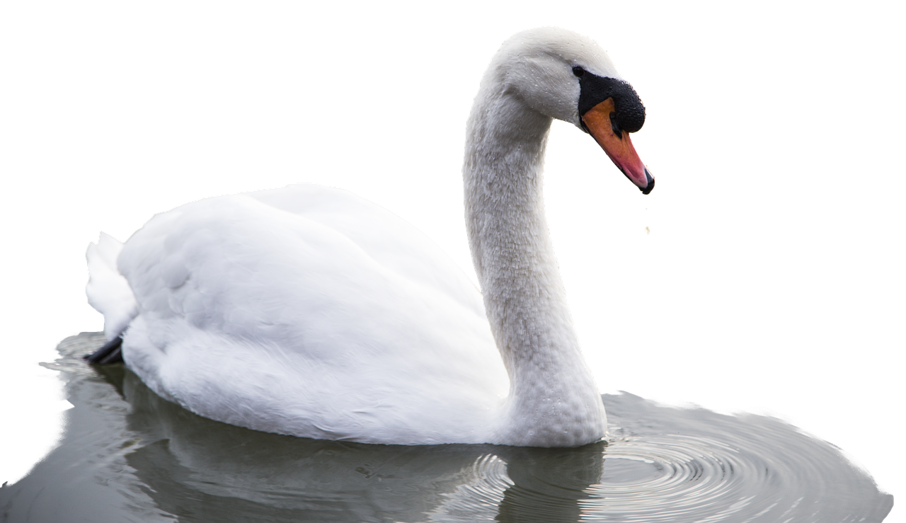 Animal Pájaro Cisne - Foto gratis en Pixabay - Pixabay