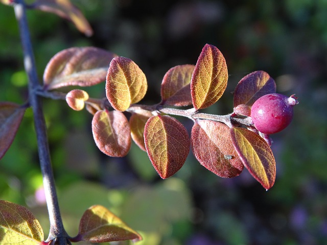 Symphoricarpos Arbusto Folha - Foto gratuita no Pixabay - Pixabay