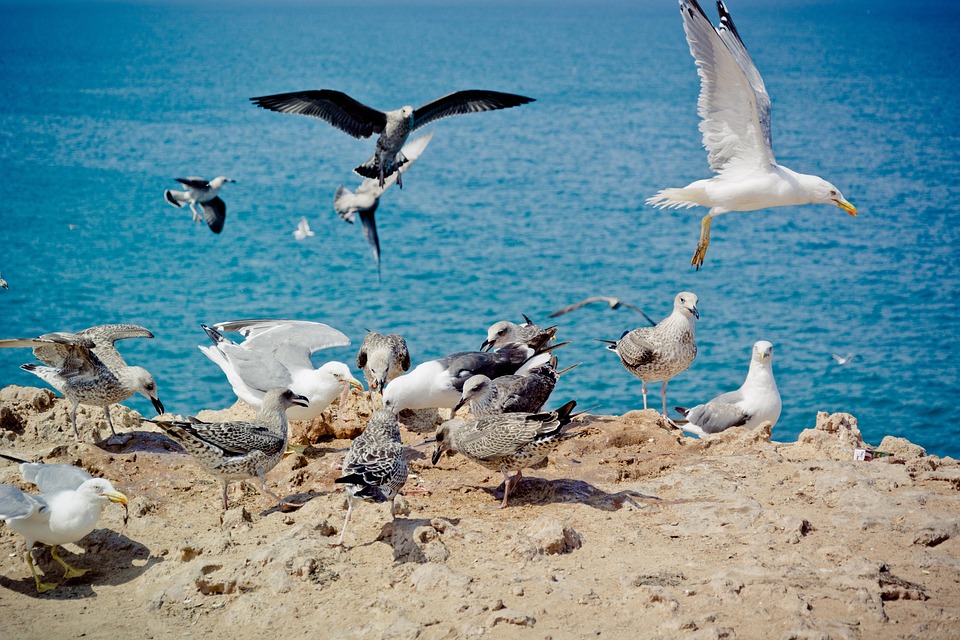 Gull Mediterranean Seagull Bird - Free photo on Pixabay - Pixabay