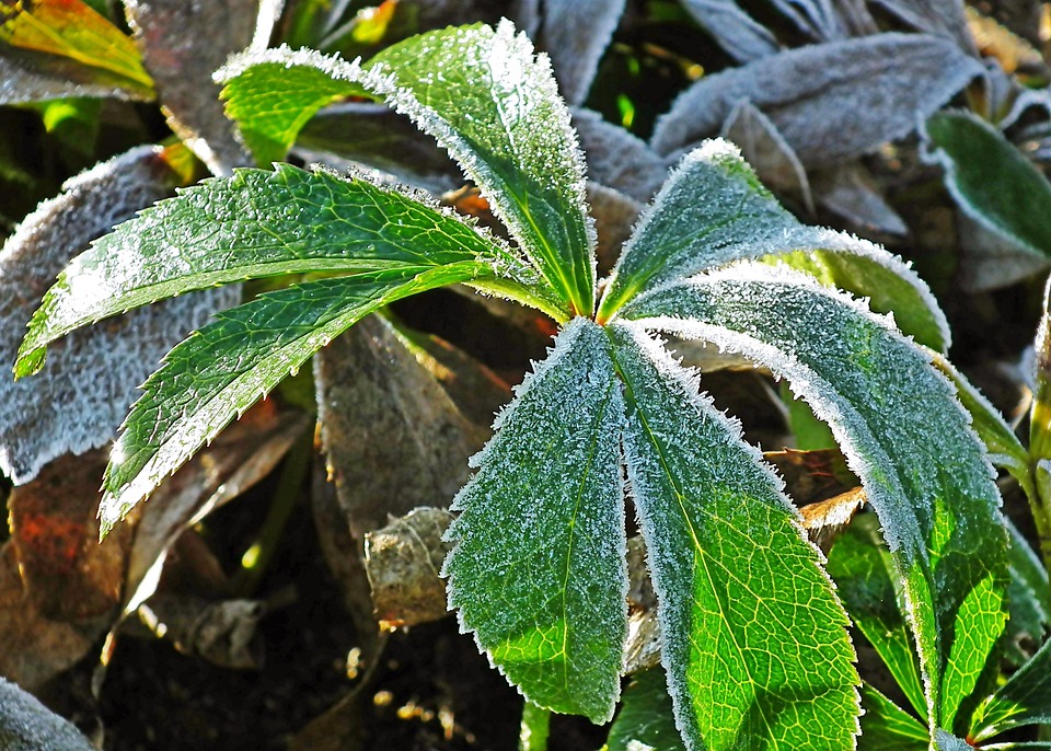 Leaf Plant Frost - Free photo on Pixabay