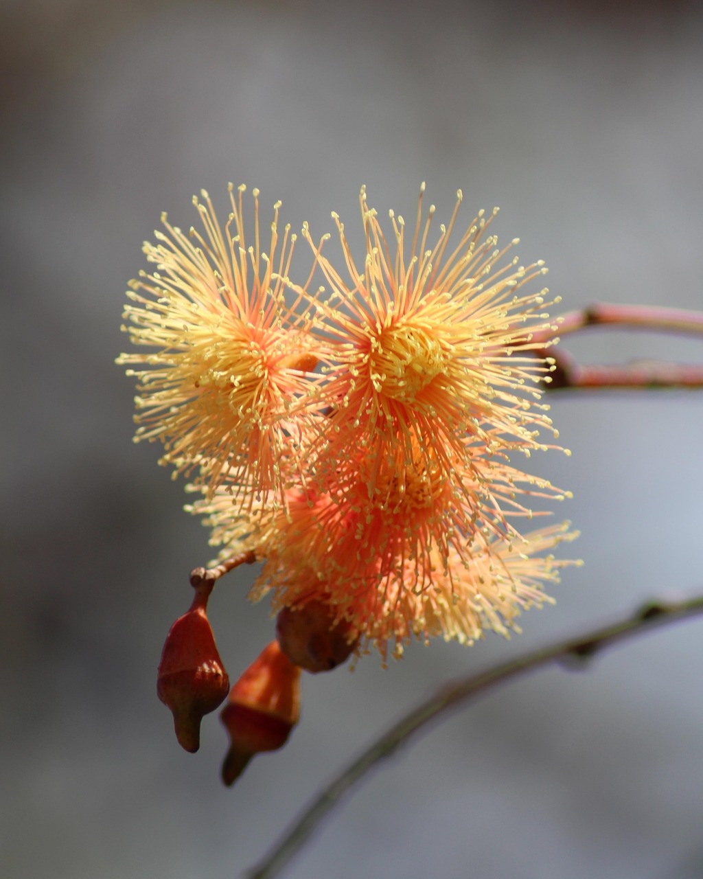 Más de 400 imágenes gratis de Flora De Australia y Australia - Pixabay