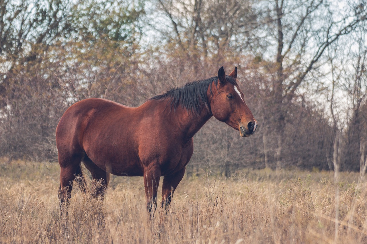 100,000+ Free Wild Horses & Horse Images - Pixabay