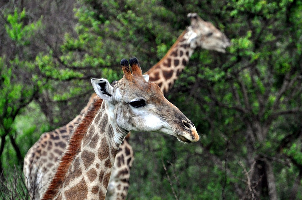 Giraffe Africa Wildlife - Free photo on Pixabay