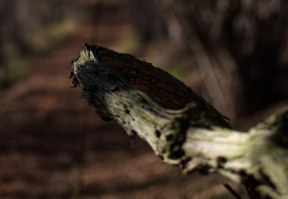 Rama Madera Árbol - Foto gratis en Pixabay - Pixabay