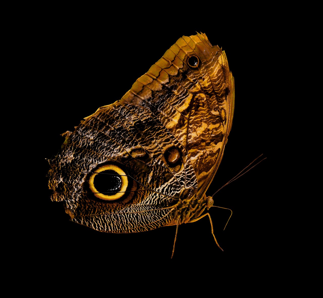 Animal Butterfly Insect - Free photo on Pixabay - Pixabay