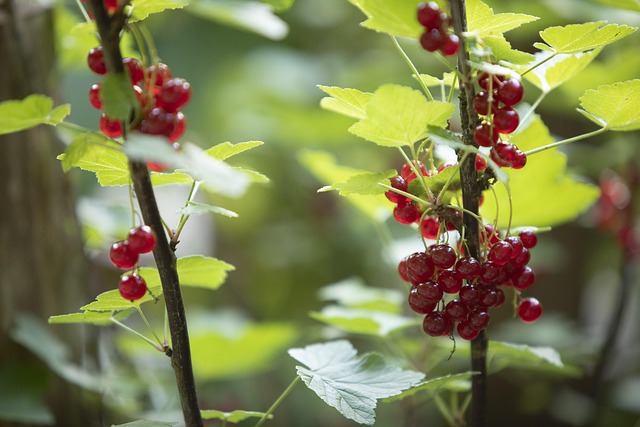 Grosellas Baya Fruta - Foto gratis en Pixabay - Pixabay