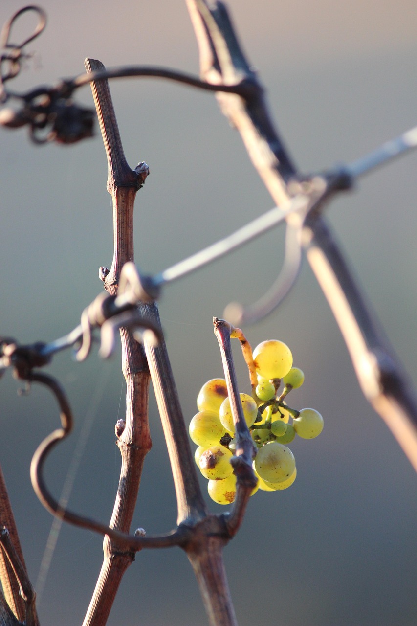 Wine Vine Grapevine - Free photo on Pixabay - Pixabay