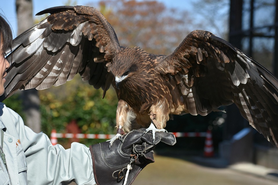 Animal Bird Raptor - Free photo on Pixabay - Pixabay