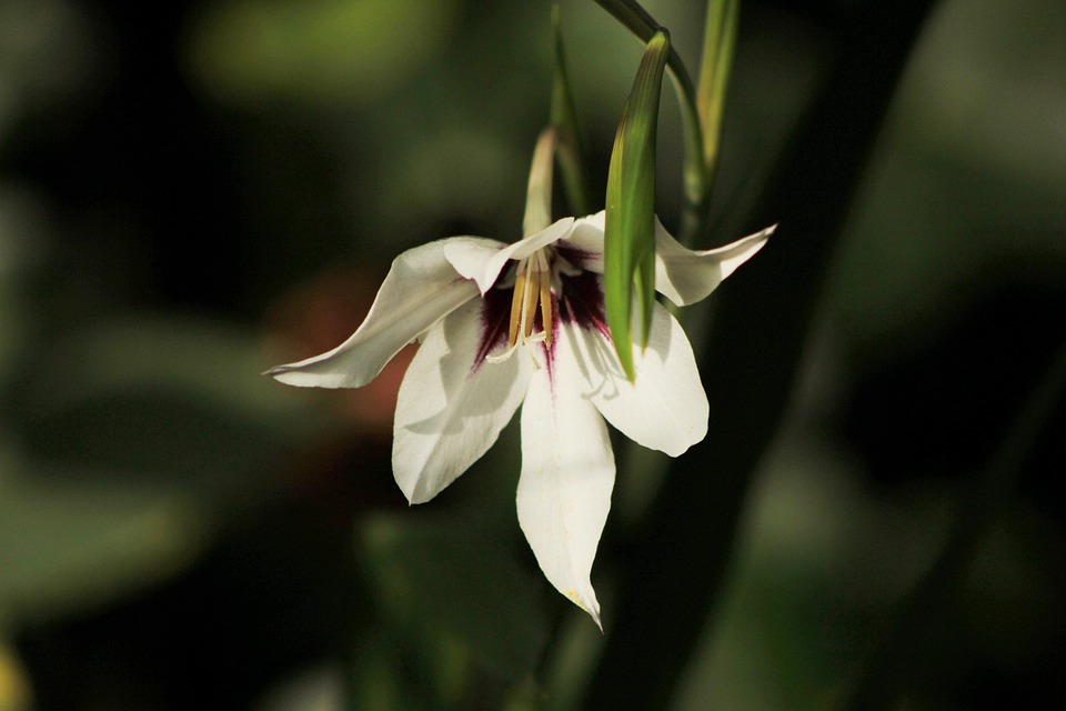 Gladiolus Murielae Abyssinian Free Photo On Pixabay