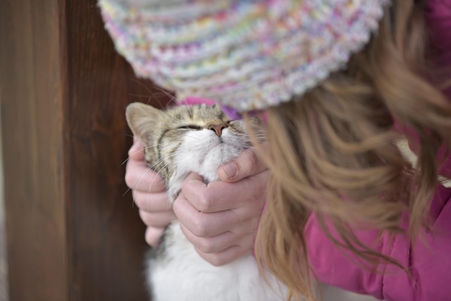 Chat Enfant - Photo gratuite sur Pixabay - Pixabay