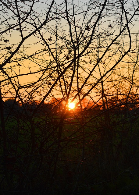 Soleil Couchant Branches Ambiance - Photo gratuite sur Pixabay - Pixabay