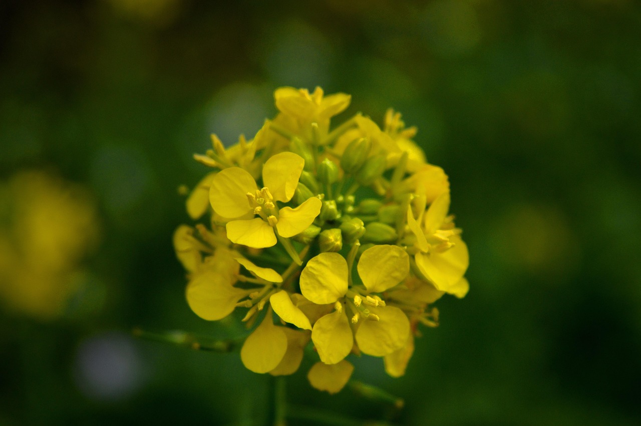 200 000 Free Mustard Tree Mustard Images Pixabay
