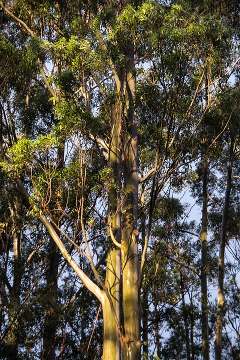 Gum Trees Eucalypts Green - Free photo on Pixabay - Pixabay