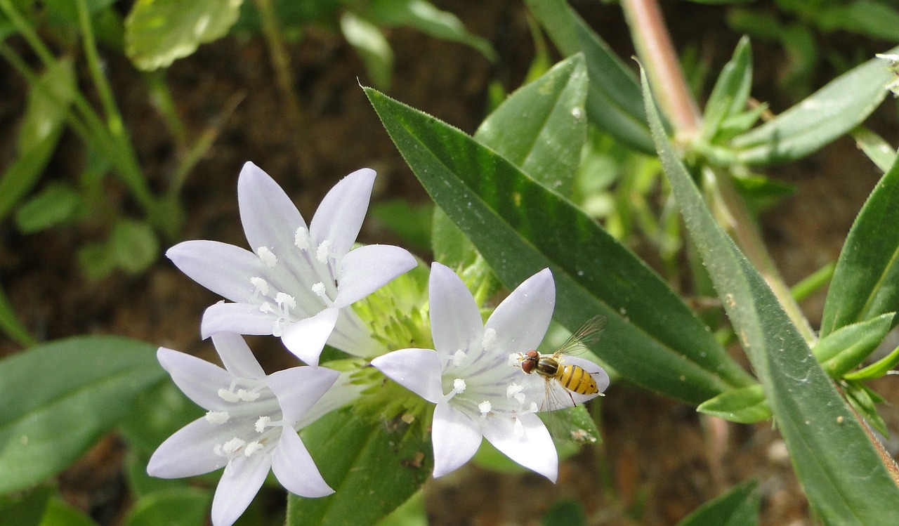 70+ Free Honey Rose & Flower Images - Pixabay