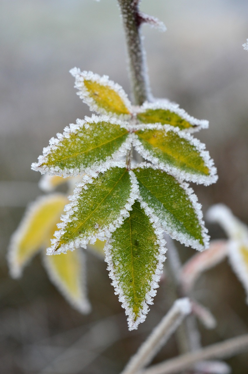Frost Ripe Cold - Free photo on Pixabay - Pixabay