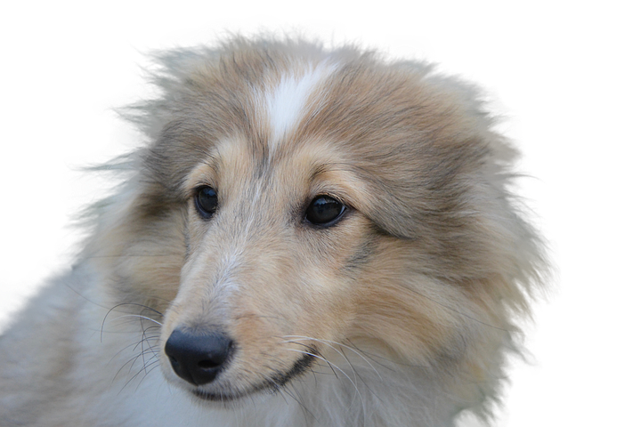 100+ kostenlose Hund Freigestellt und Hund-Bilder - Pixabay