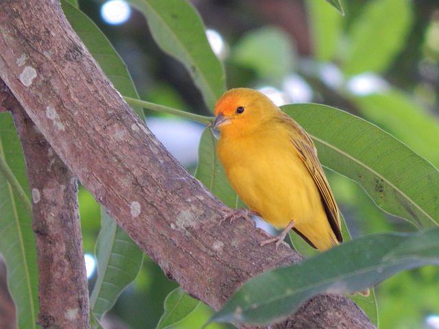 90+ Free Canary Bird & Bird Images - Pixabay