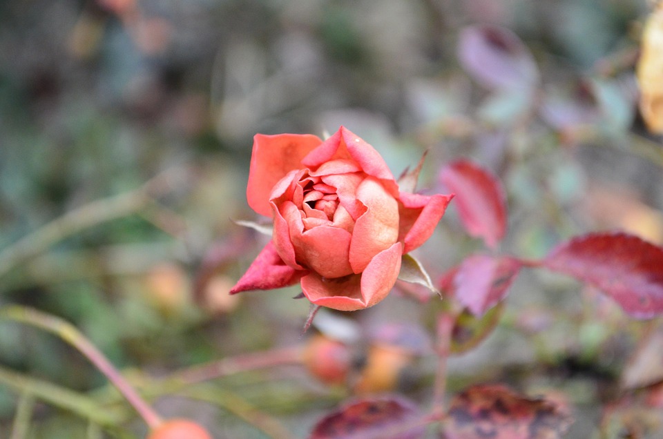 Herbstrose Blume Herbst - Kostenloses Foto auf Pixabay - Pixabay