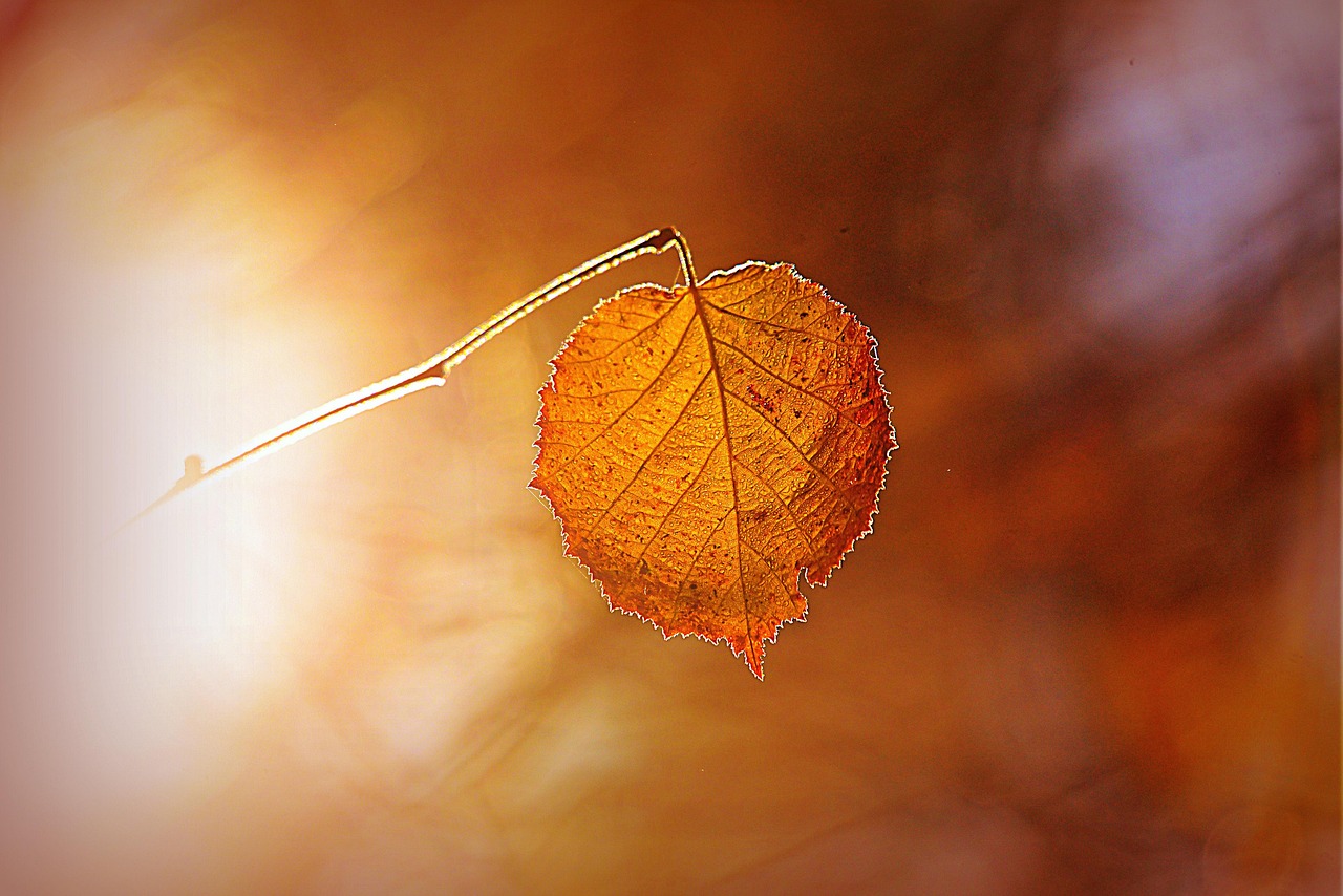 Autumn Leaf Twig Colorful - Free photo on Pixabay - Pixabay